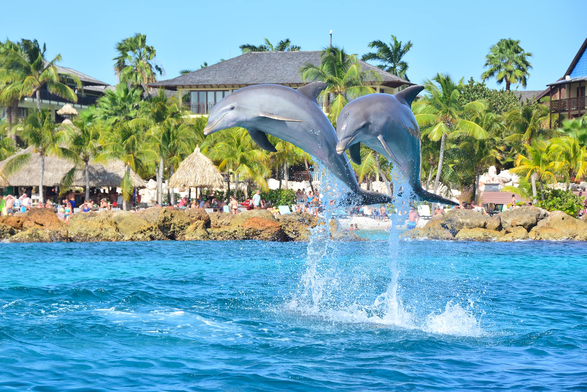 Our Philosophy | Dolphin Academy Curaçao