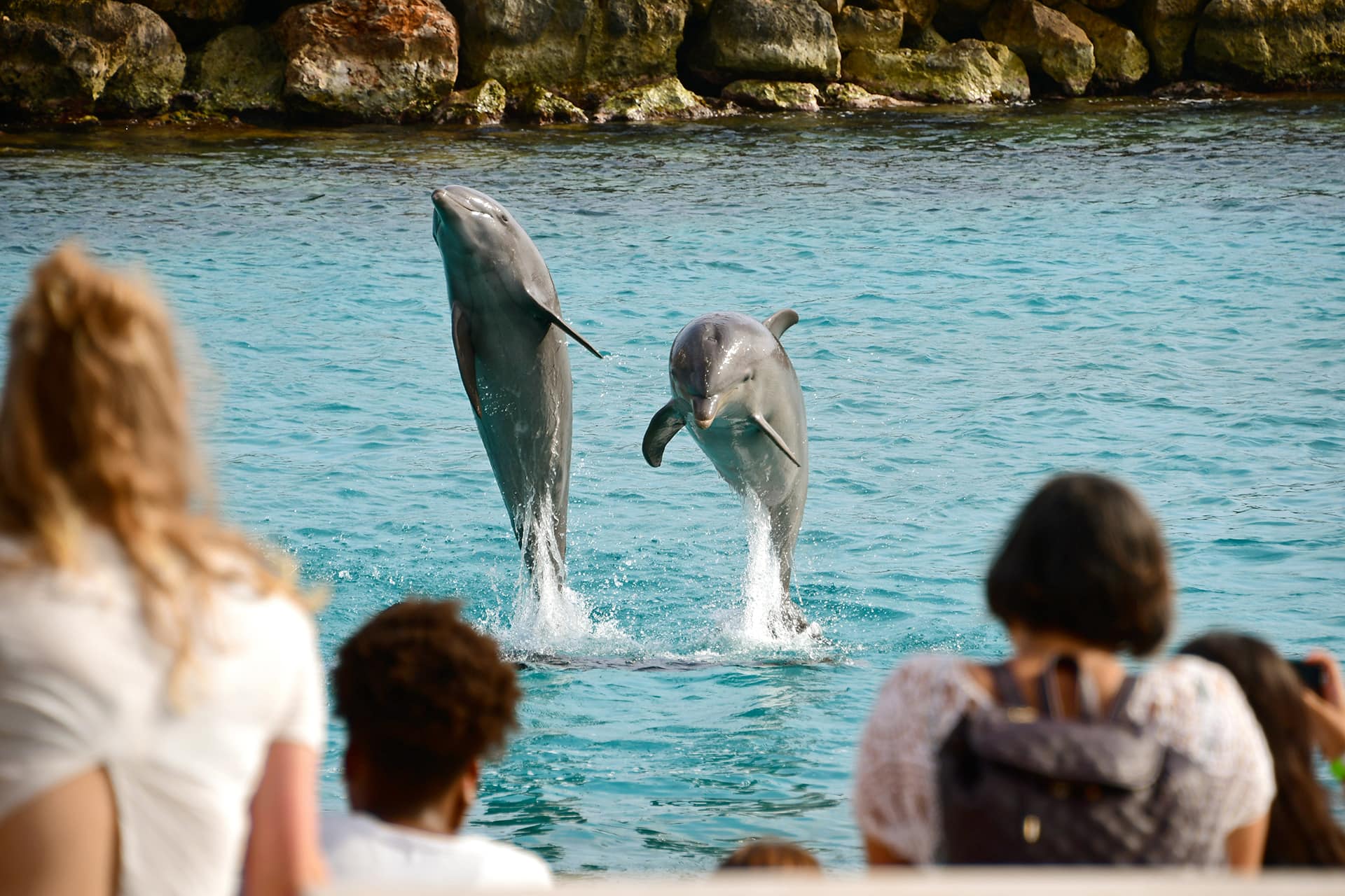 Experiences | Dolphin Academy Curaçao